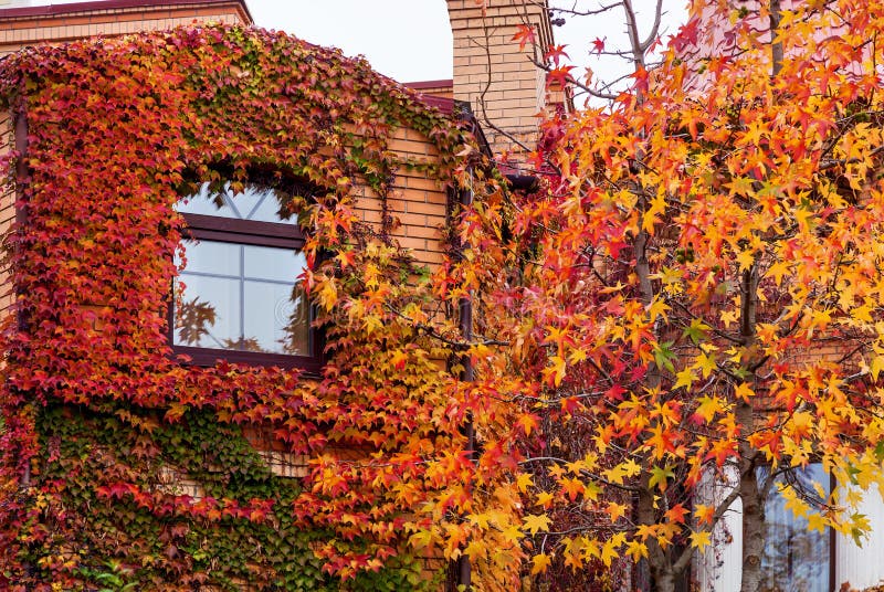 Autumn Ivy on brick wall stock photo. Image of bright - 132476314