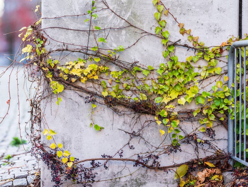 Autumn Ivy on Concrete Wall with Vivid Colors.. Stock Image - Image of ...