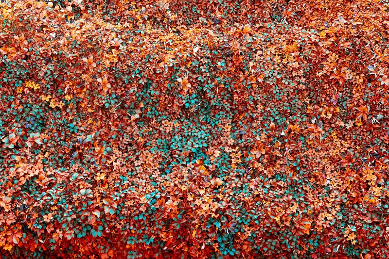 Autumn ivy stock photo. Image of garden, expanse, autumn - 132161272