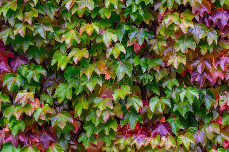 Autumn ivy stock photo. Image of leaves, daytime, october - 231735566