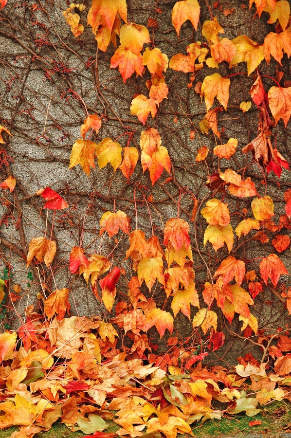 Autumn ivy leaves stock image. Image of colour, texture - 22067967