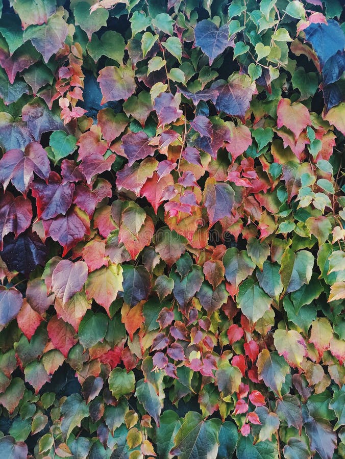 Autumn Ivy Leaves Background. Fall Wallpaper. Stock Photo - Image of ...