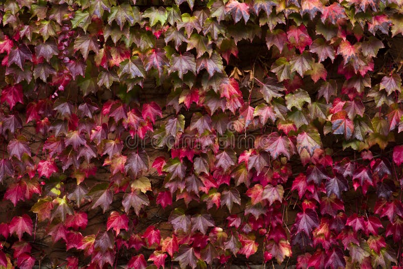 Autumn ivy leaves stock photo. Image of home, color - 130395832