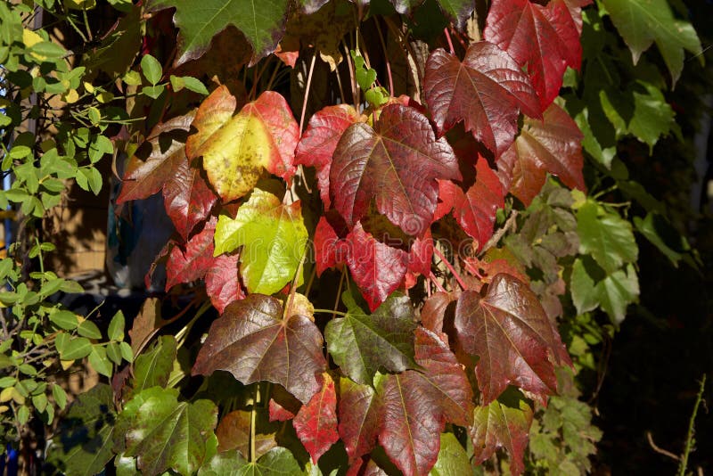 Autumn ivy leaves stock image. Image of cathedral, brick - 80889471