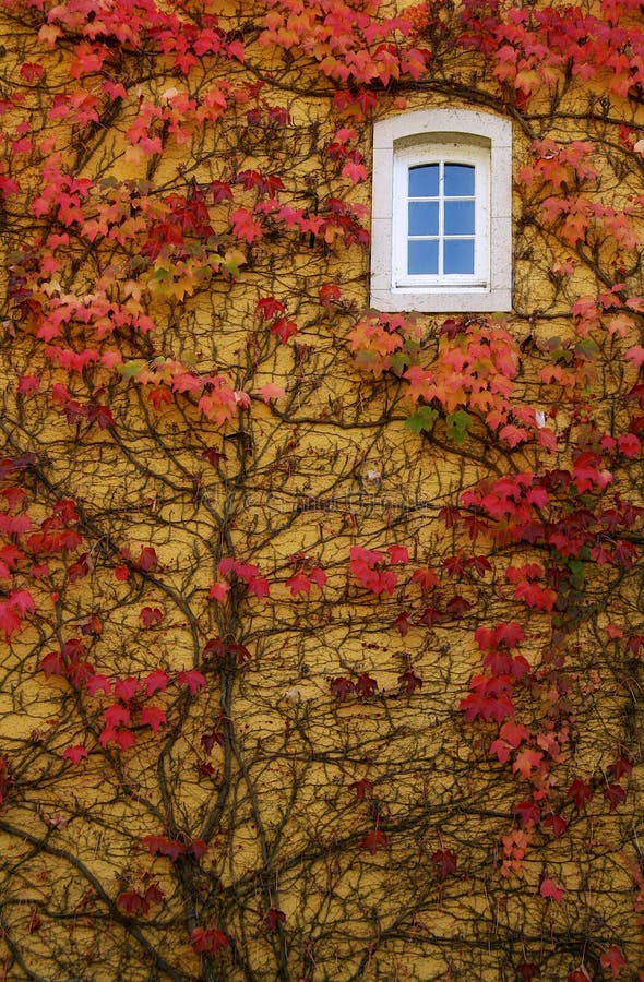 Autumn Ivy Wall with Window Stock Photo - Image of plant, creeper: 4243704