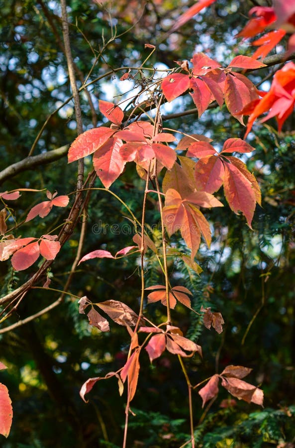 Japanese Split Leaf Maple Tree Stock Photo - Image of arizona ...