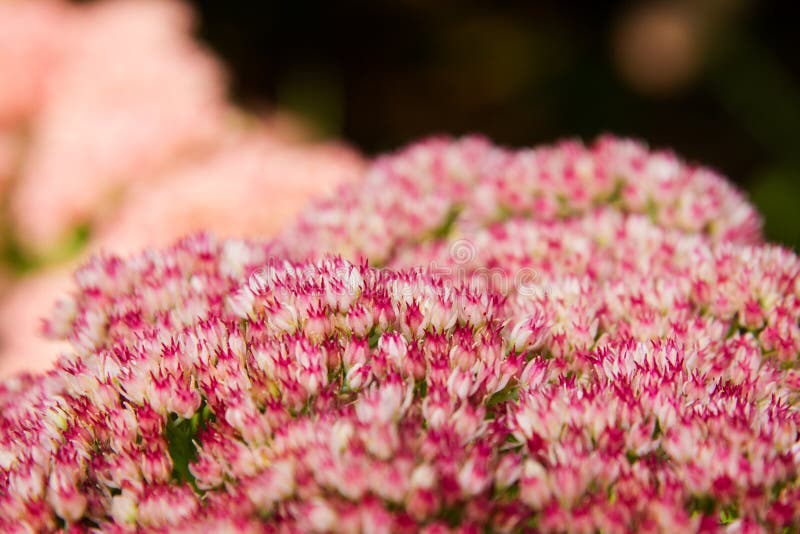 Autumn joy blossoms stock image. Image of beautiful - 100809689