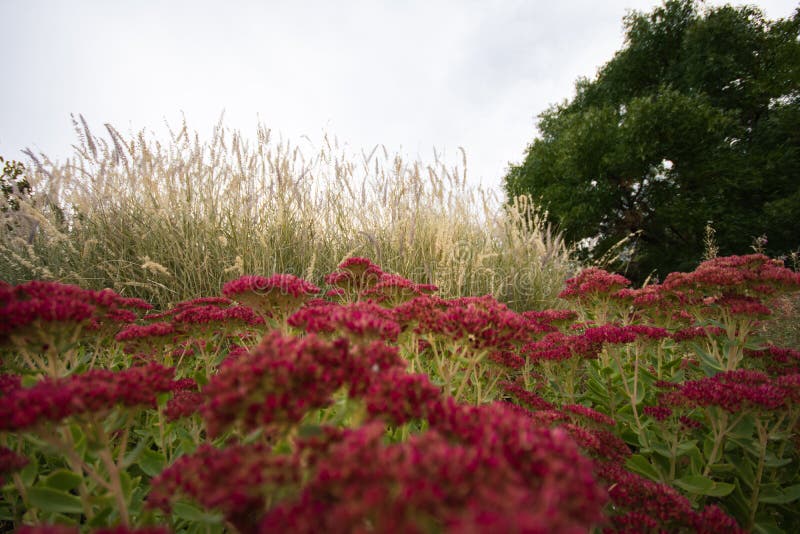 Autumn Joy Sedum Turning Red in the Fall Stock Photo - Image of ...