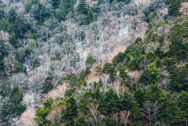 Autumn jungle stock image. Image of hill, leave, nature - 35695199