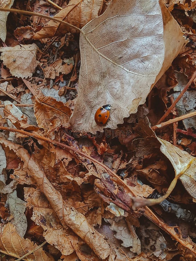 Autumn 2020 Ladybug on Fallen Leaves Stock Image - Image of fallen ...