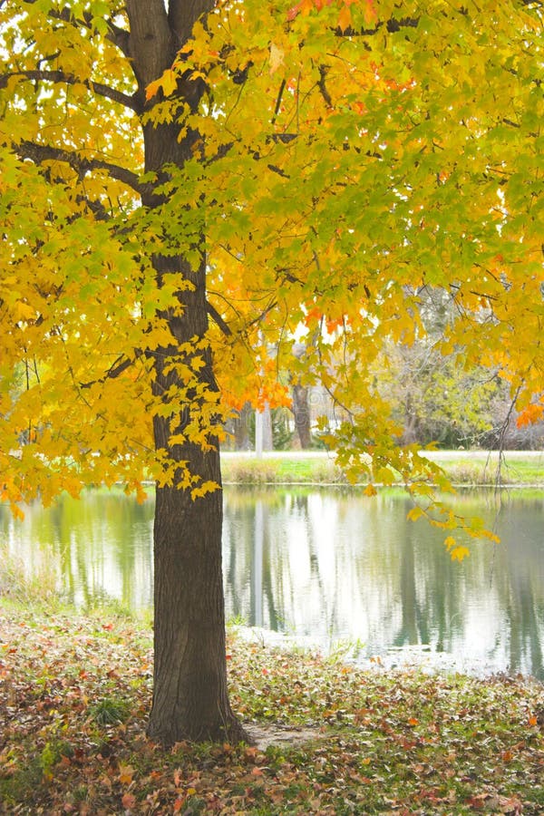 Autumn lake stock image. Image of warmth, water, autumn - 5450379
