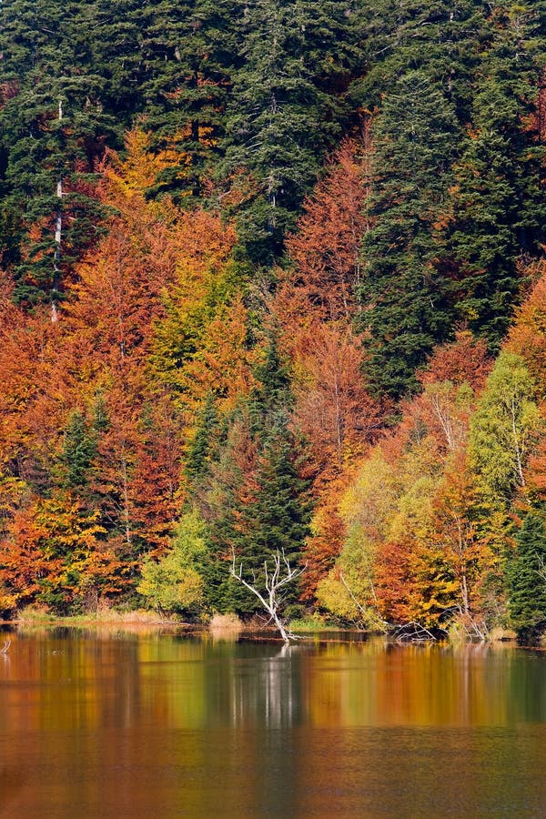 Autumn on lake stock image. Image of calm, evergreen, colors - 6870801