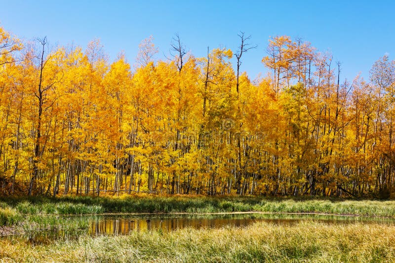 Autumn lake stock image. Image of relaxing, reflection - 193717587