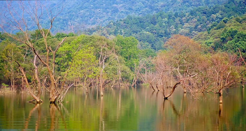 Autumn Lake Branch of the Original Stock Image - Image of jungle ...
