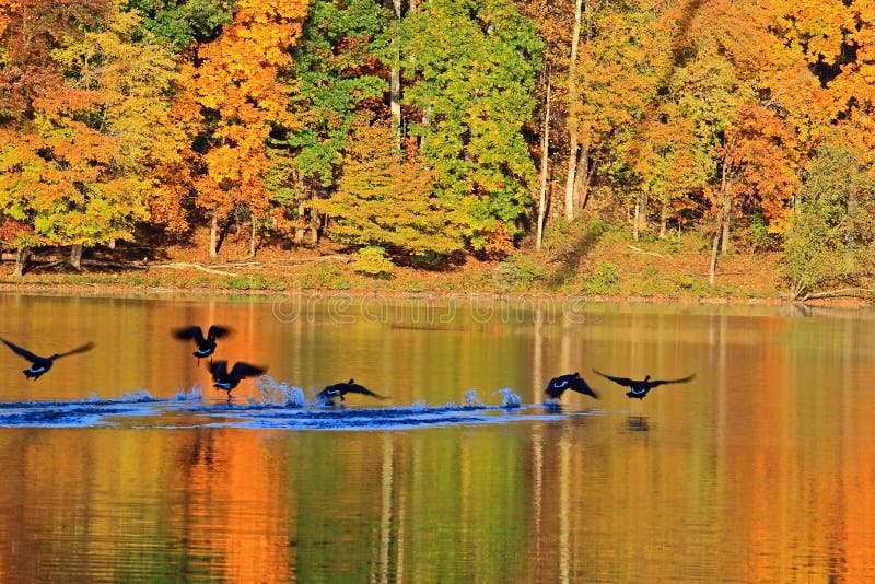 Flying Ducks on Lake stock image. Image of reflective - 46529839