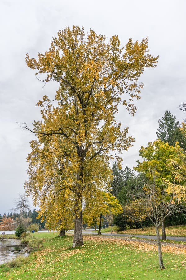 Autumn on Lake Shoreline stock photo. Image of colorful - 206215208