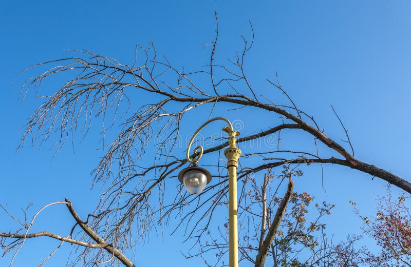 Autumn lamp stock photo. Image of composition, lamp, fall - 60968058