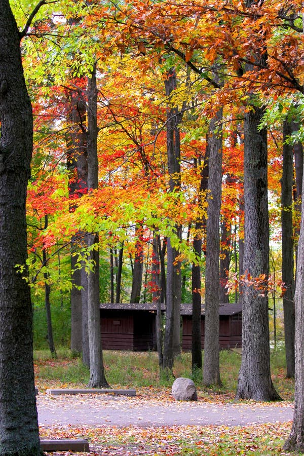 Tall autumn trees stock image. Image of pine, season - 15844899