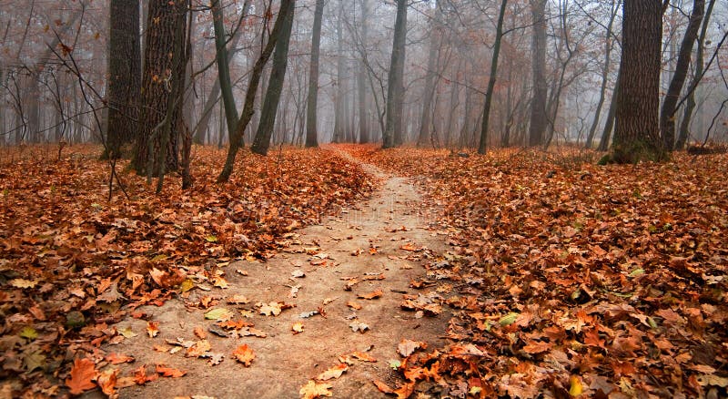 The autumn forest path stock photo. Image of natural - 35165938