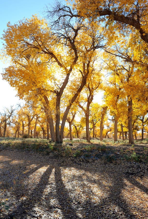Cottonwood trees in autumn stock photo. Image of mexico - 17946020