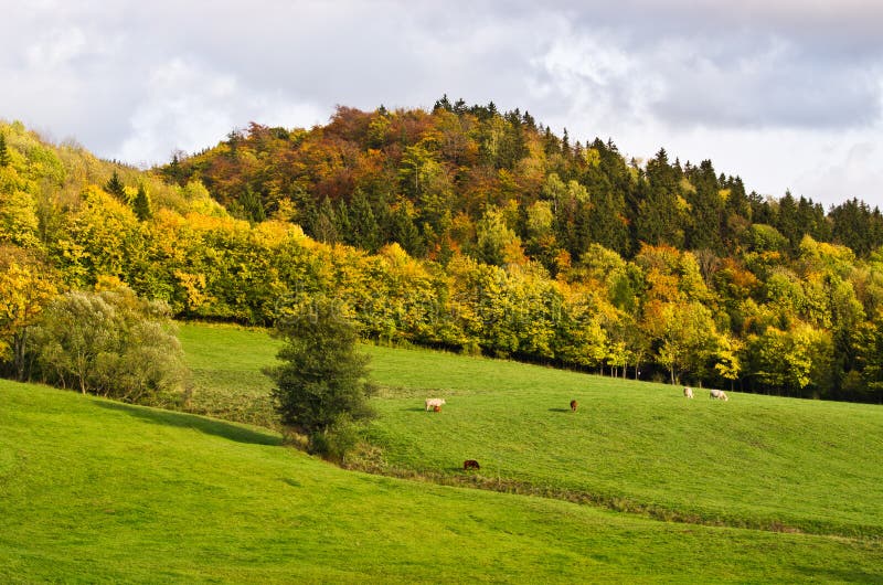 Autumn Landscape with Grazing Cattle Stock Photo - Image of animal ...