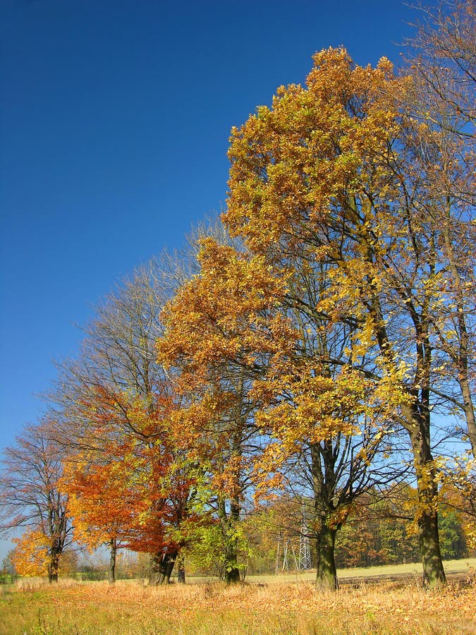 Autumn Landscape stock image. Image of november, environment - 682921