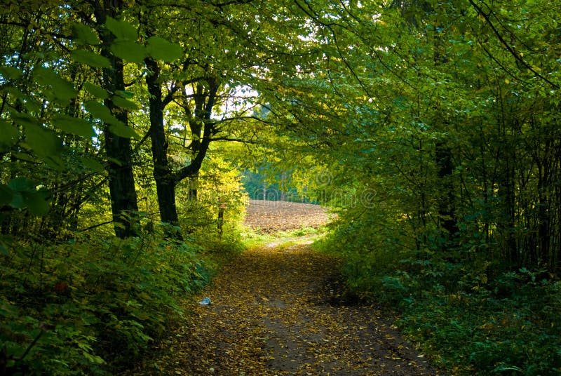 Hidden Path stock photo. Image of hidden, forest, path - 11361998