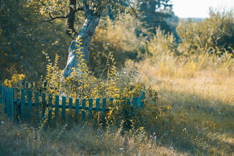 Autumn Landscape. an Ancient Tree with a Wooden Fence. Stock Photo ...
