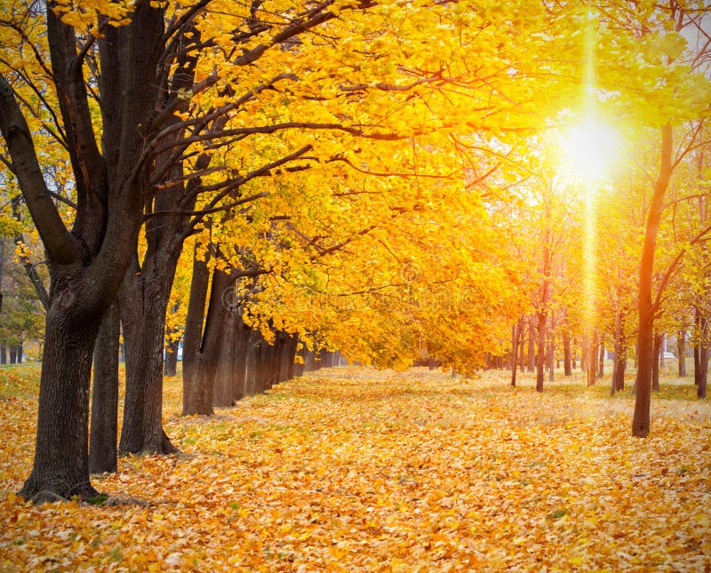 Row of Maple TreeÂ´s in Autumn Stock Image - Image of bright, avenue ...