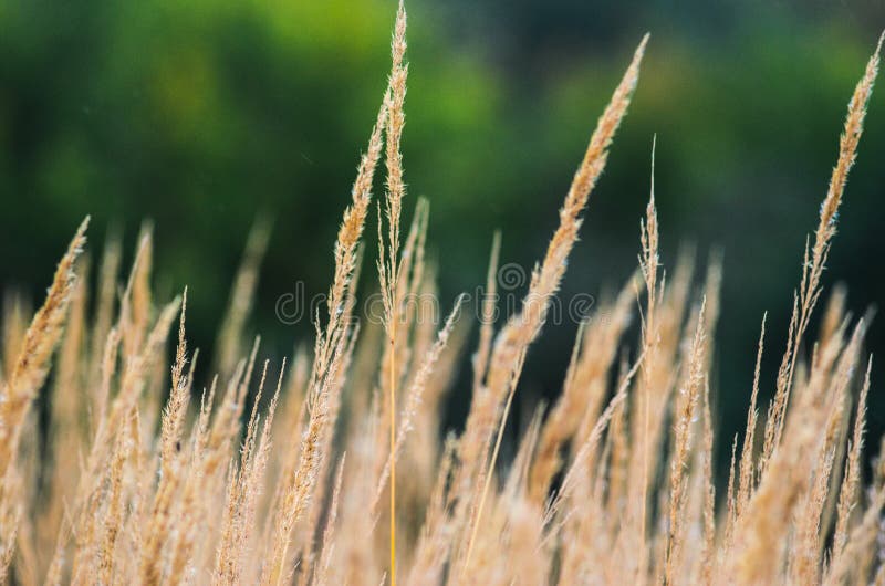 Autumn Landscape Background Stock Image - Image of australis, pattern ...