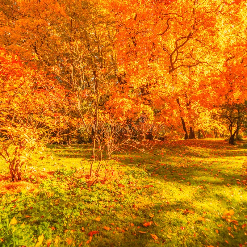 Autumn Landscape Background. Fall Scene Panorama Stock Photo - Image of ...