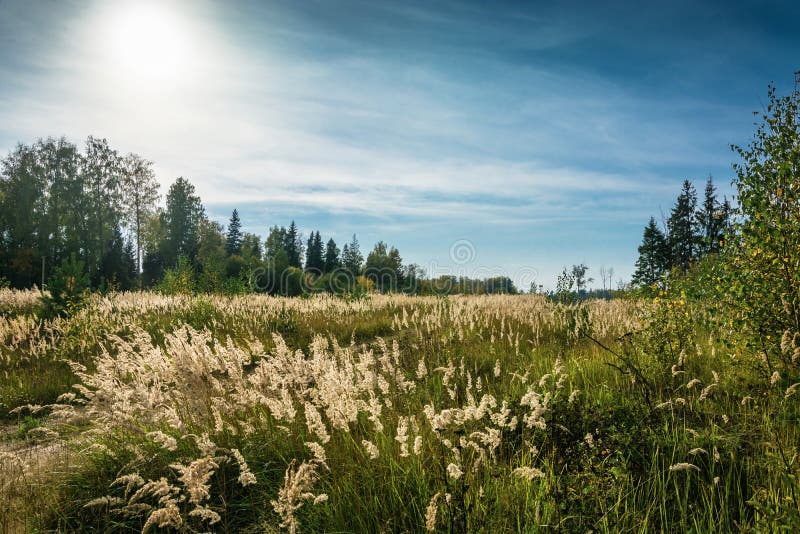 Autumn landscape backlit. stock photo. Image of field - 83851378