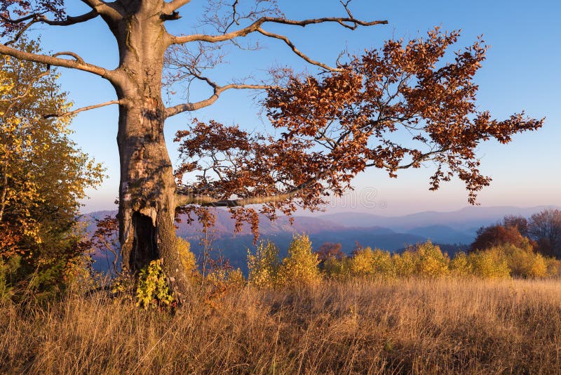 Autumn Landscape with a Beautiful Beech Tree Stock Image - Image of ...