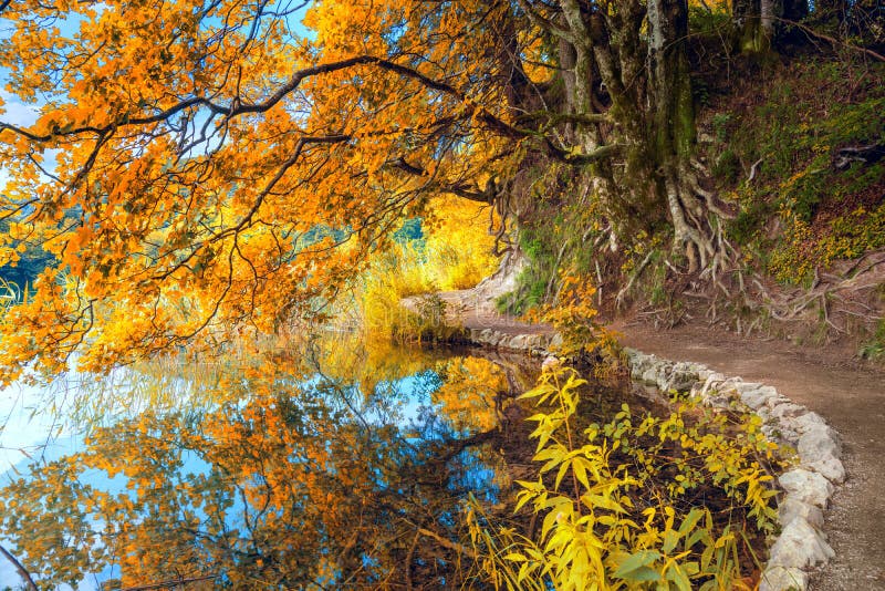 Autumn Landscape - Big Yellow Tree and Lake in Park Stock Image - Image ...
