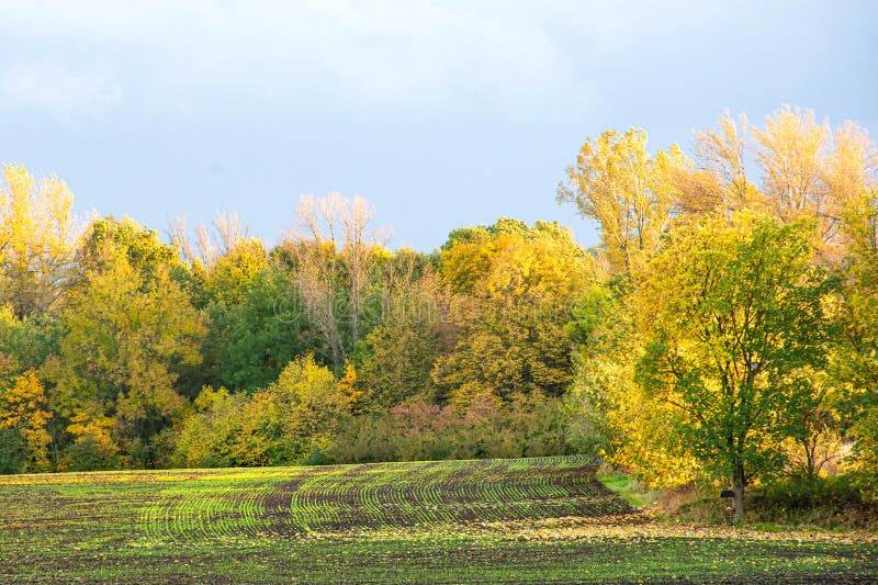Autumn Landscape Golden Trees and Field Stock Photo - Image of growth ...