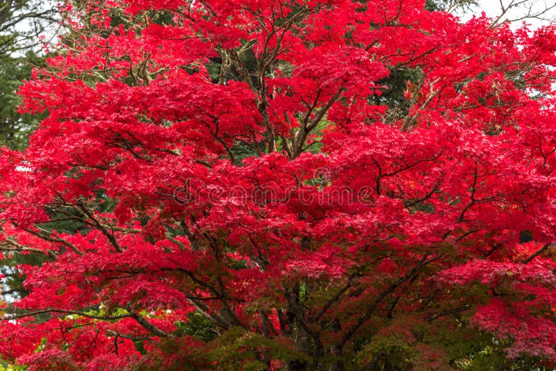 Autumn Landscape of Bright Red Tree Stock Photo - Image of colourful ...