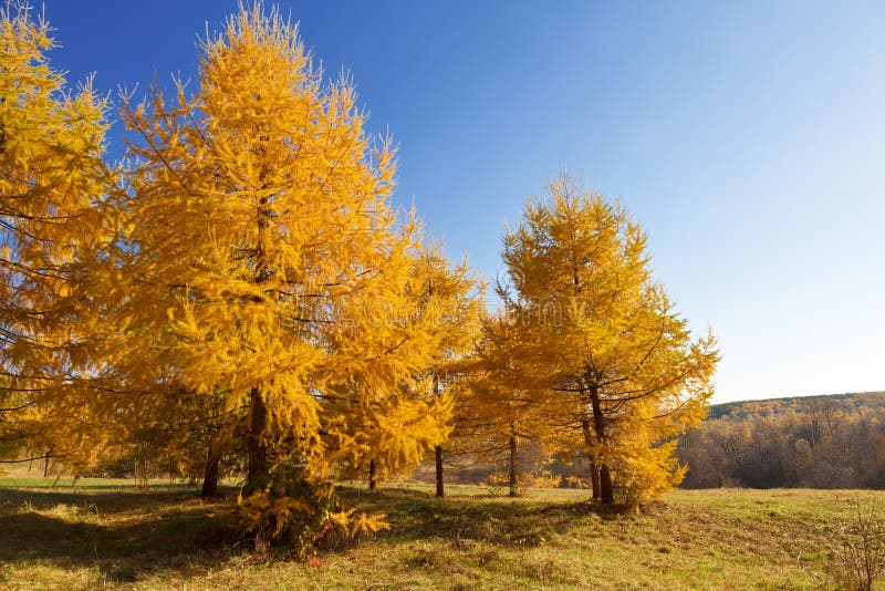 Autumn Landscape with Bright Yellow Larch Trees Stock Photo - Image of ...