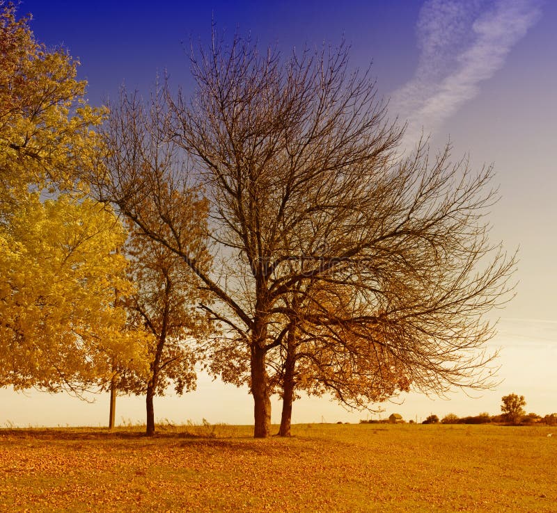 Autumn Landscape with Bright Yellow Leaves and Trees Stock Image ...