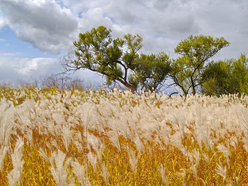 Autumn Landscape with a Cane Stock Photo - Image of gold, branch: 22487574