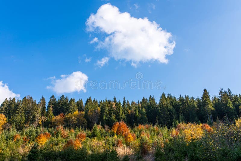Autumn Landscape in the Carpathian Mountains, Deciduous Woods Mixed ... Autumn Landscape in the Carpathian Mountains, Deciduous Woods Mixed ...