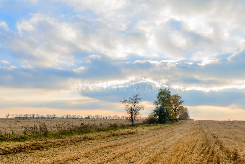 Autumn Landscape - Cereal Field at Sunset with Cloudy Sky and Tr Stock ...