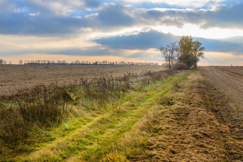 Autumn Landscape - Cereal Field at Sunset with Field Road, Cloud Stock ...