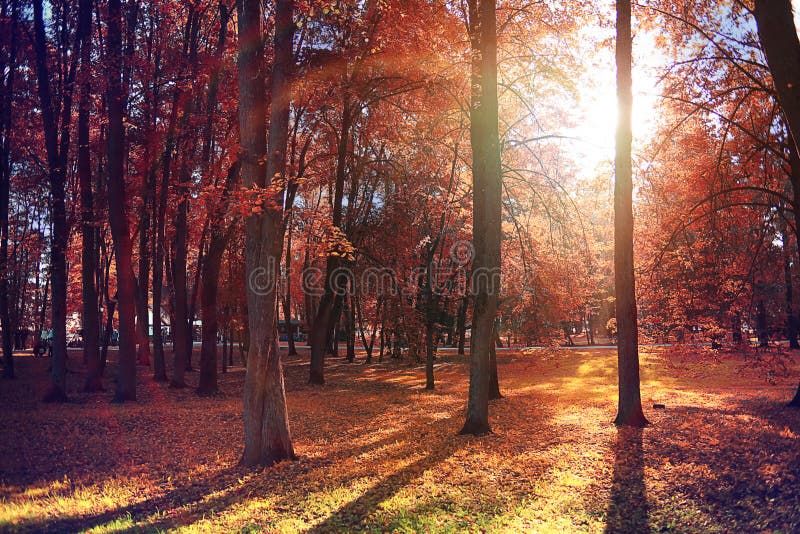 Autumn Night Landscape in the Park Stock Image - Image of landscape ...