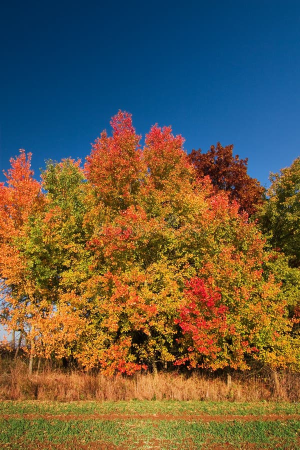 Autumn Landscape with Colorful Trees Stock Photo - Image of beauty ...