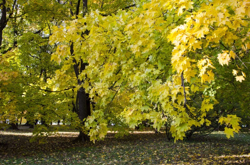 Autumn Landscape with Colorful Trees in the Park Stock Image - Image of ...