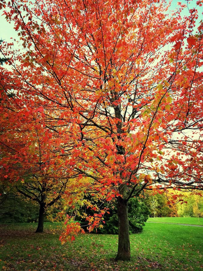 Autumn Landscape with Colorful Trees Stock Image - Image of country ...