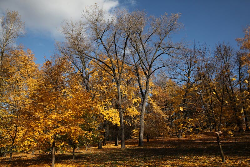 Landscape with Deciduous Foliage Stock Photo - Image of fall, yellow ...