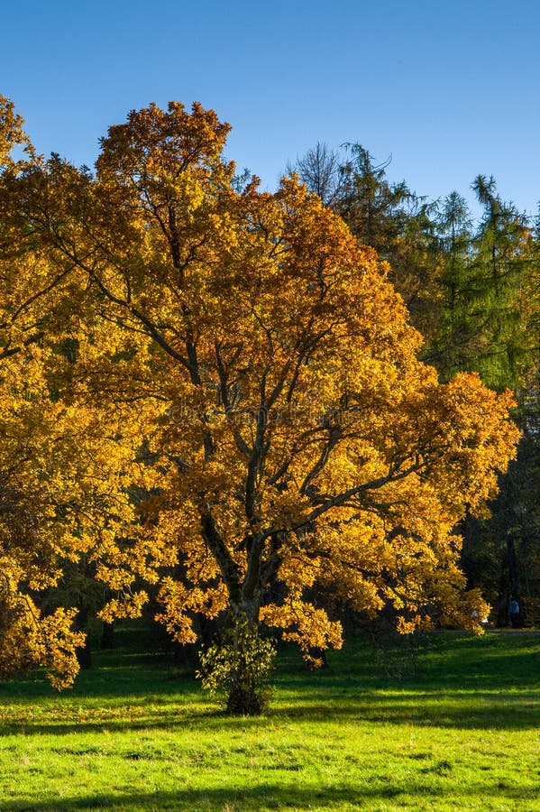 Autumn Landscape with Deciduous Trees in the Park Stock Image - Image ...