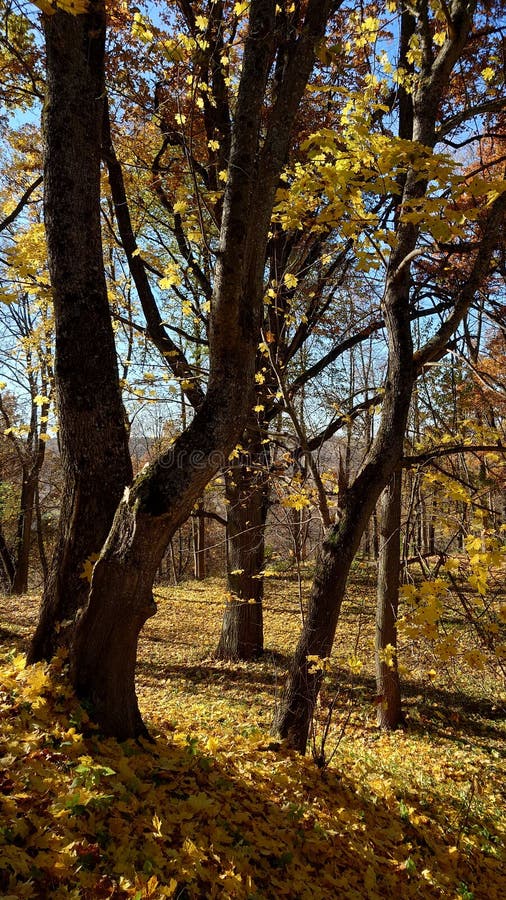 Autumn Landscape. Fall Scene.Trees and Leaves in Sunlight Rays Stock ...