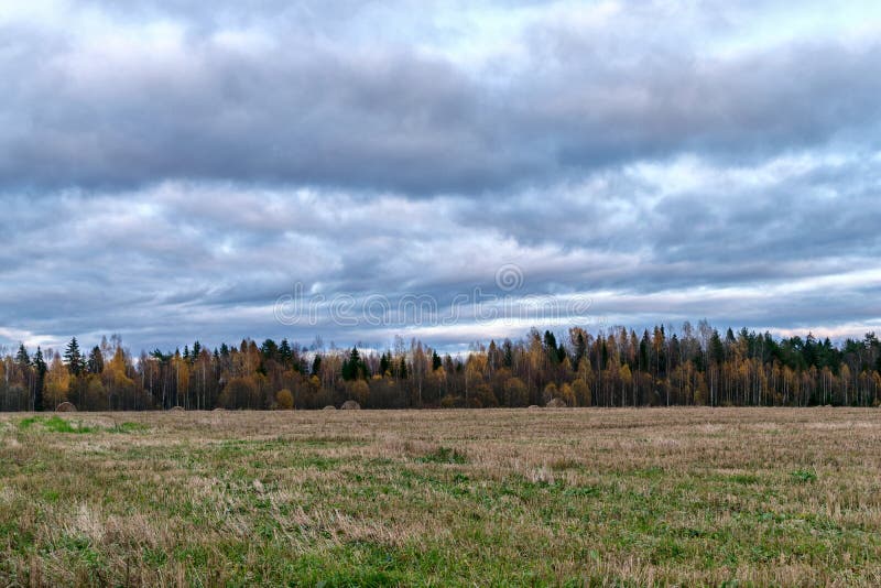 Autumn Landscape Field Yellowing Trees Forest Low Overcast Clouds Stock ...